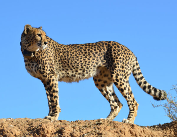 Frontier Parks – Photo Gallery – SANParks