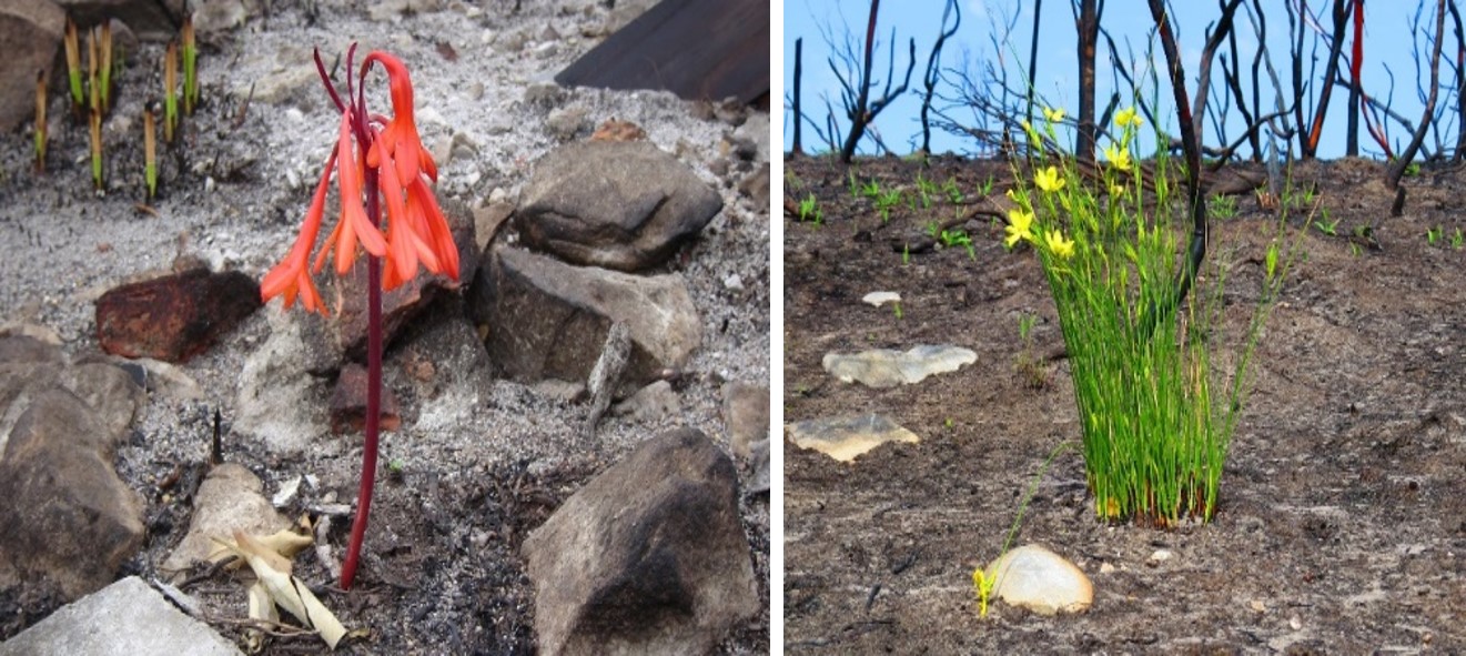 Fire as friend and foe: what the public needs to know – Our Stories ...