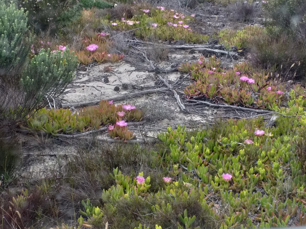 Bioprospecting & Natural Resource Use – SANParks