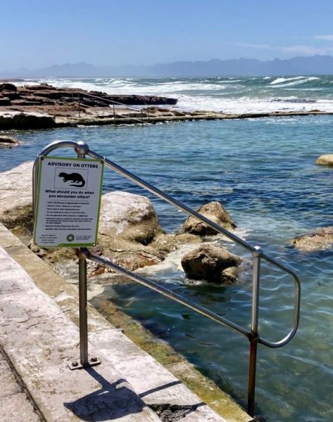 Practicing responsible and safe “otter etiquette” – Our Stories ...