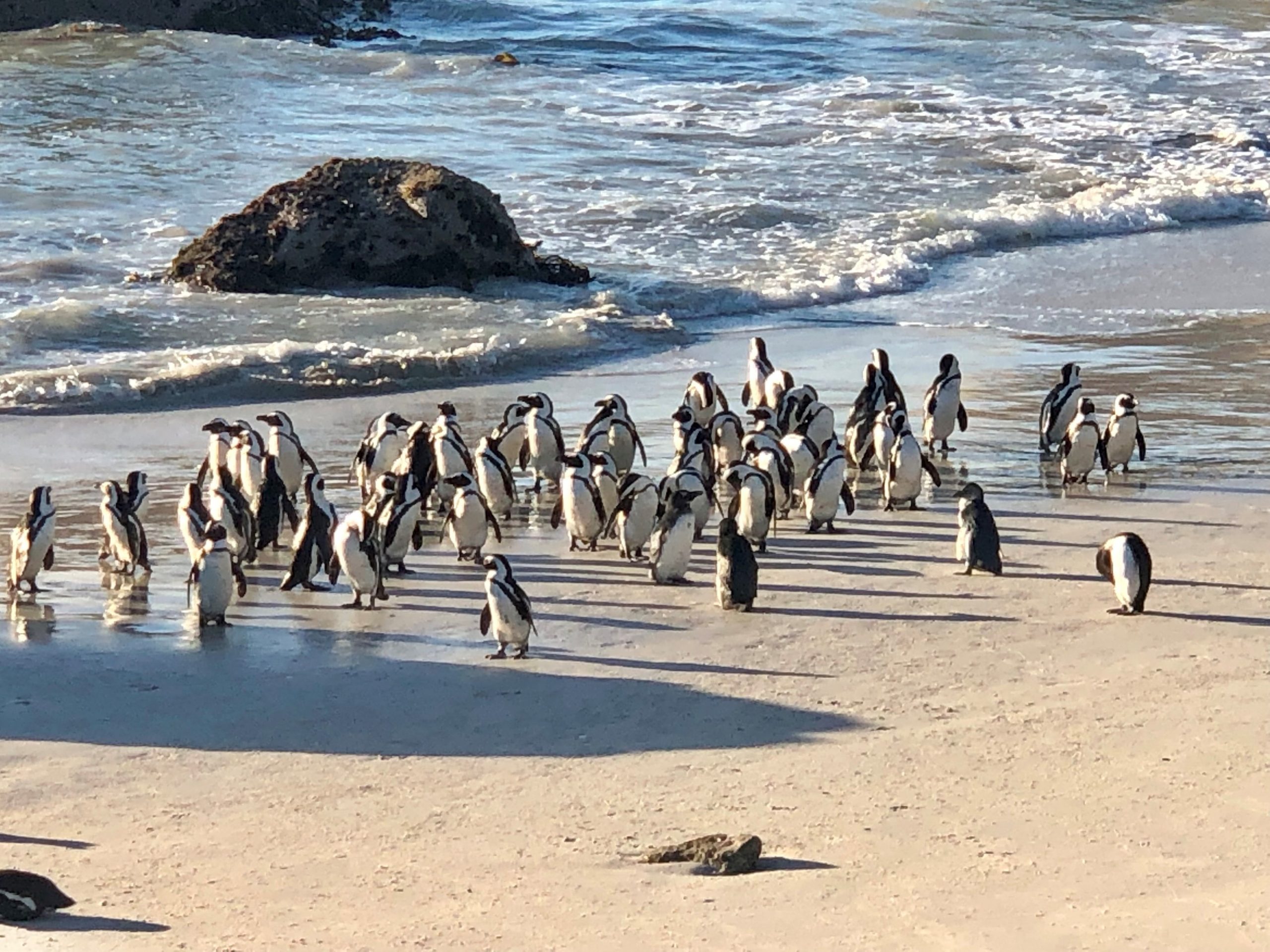 Cape honeybees kill African penguins in a bizarre incident – Our ...