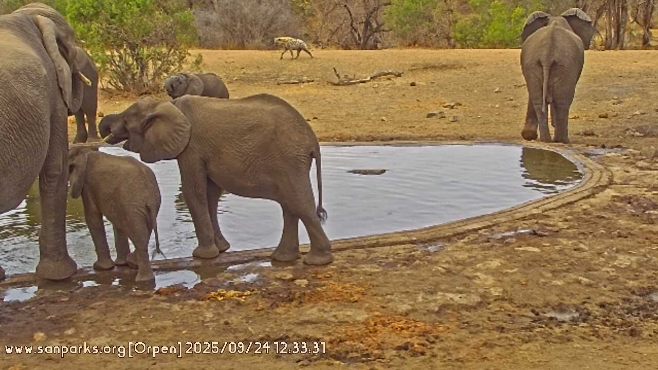 Highlights – Webcams – SANParks