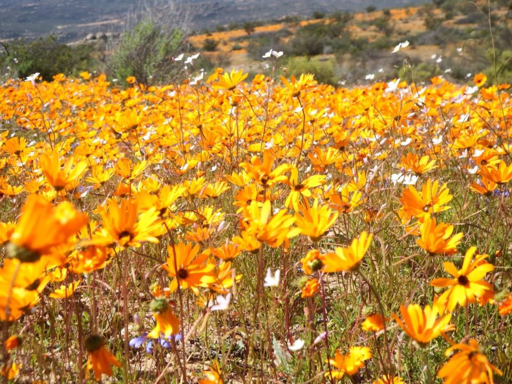 Your Ultimate Guide to Witnessing the Magic of Flower Season in the ...